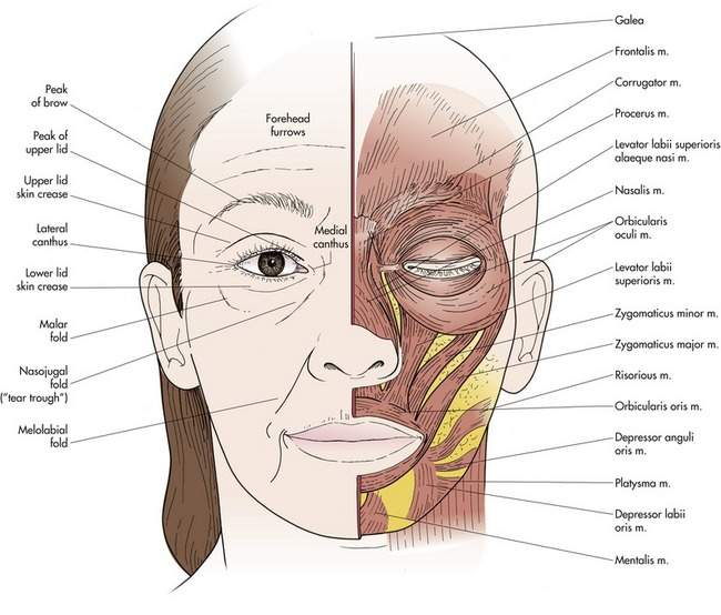 Clinical Anatomy Plastic Surgery Key